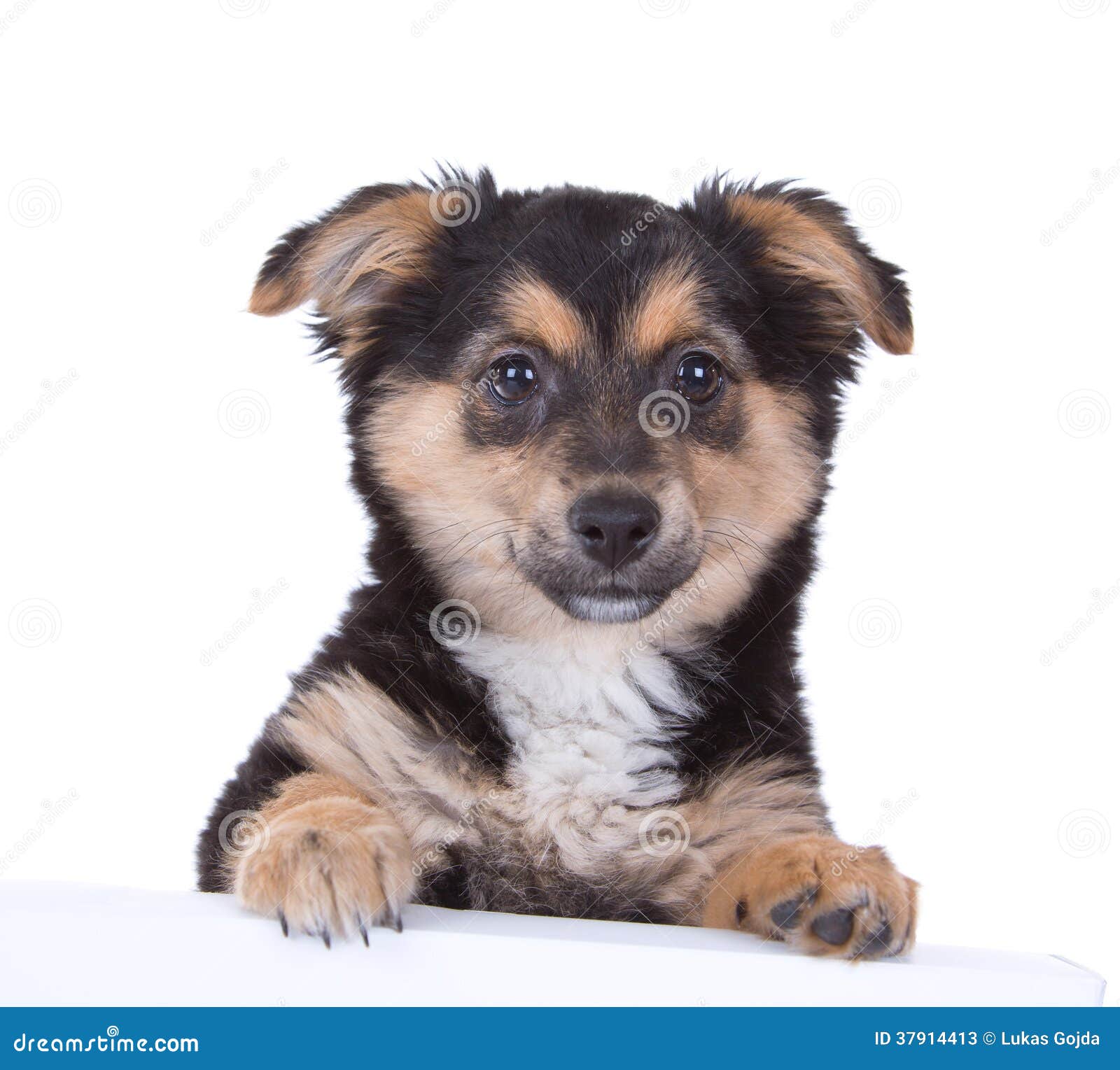 Perrito lindo imagen de archivo. Imagen de perrito, patas - 37914413