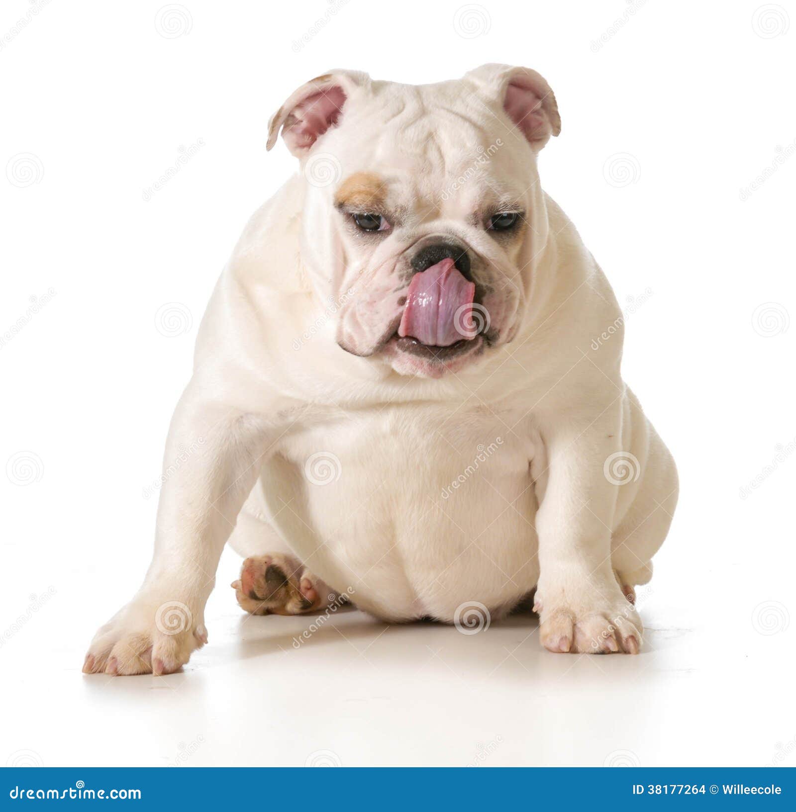 Perrito lindo foto de archivo. Imagen de tonto, adorable - 38177264