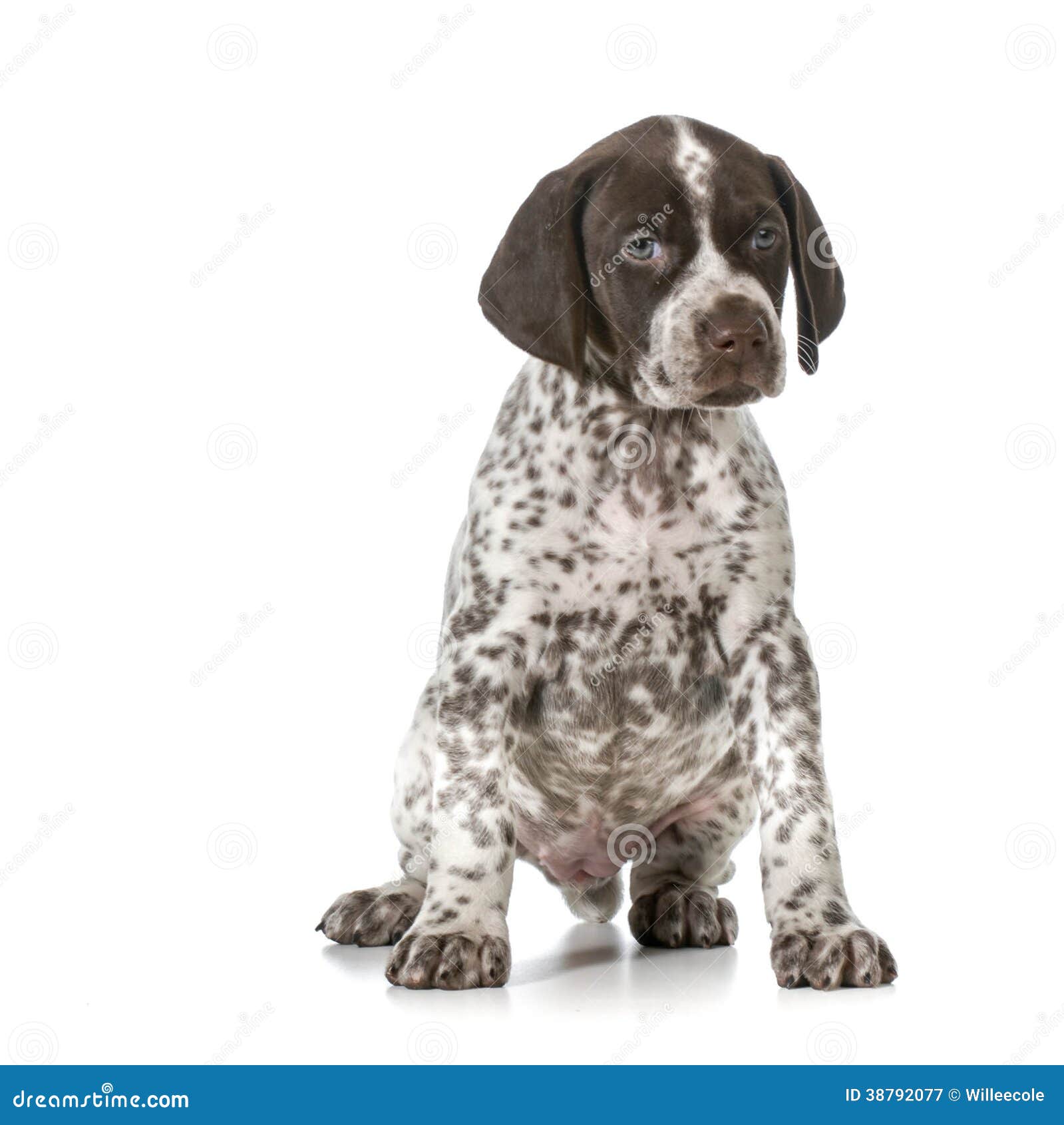 Perrito lindo imagen de archivo. Imagen de perrito, nadie - 38792077