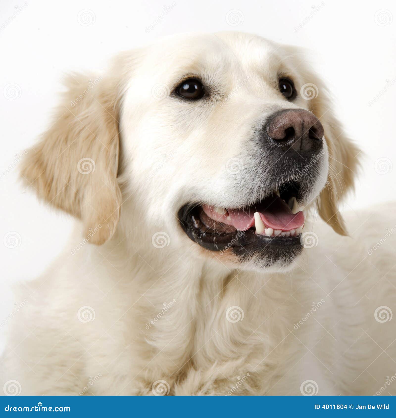 Perrito lindo foto de archivo. Imagen de propenso, retrato - 4011804