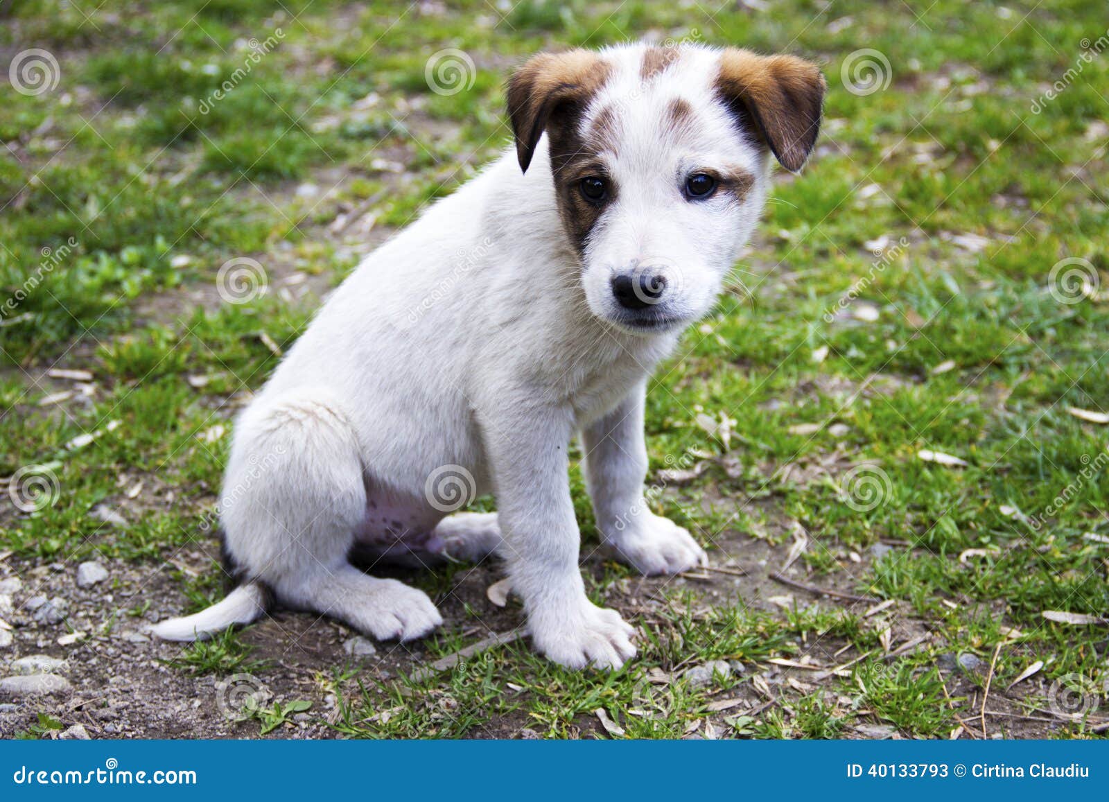 Perrito lindo imagen de archivo. Imagen de perrito, punto - 40133793