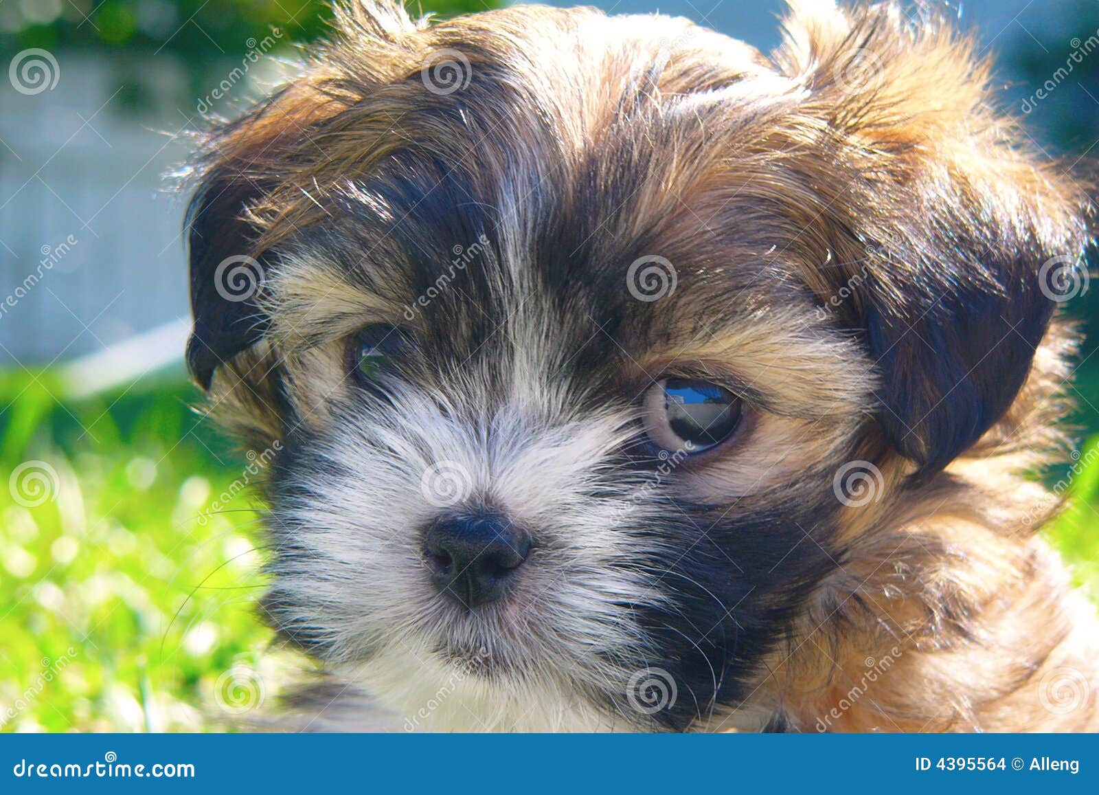 Perrito lindo foto de archivo. Imagen de melenudo, canino - 4395564