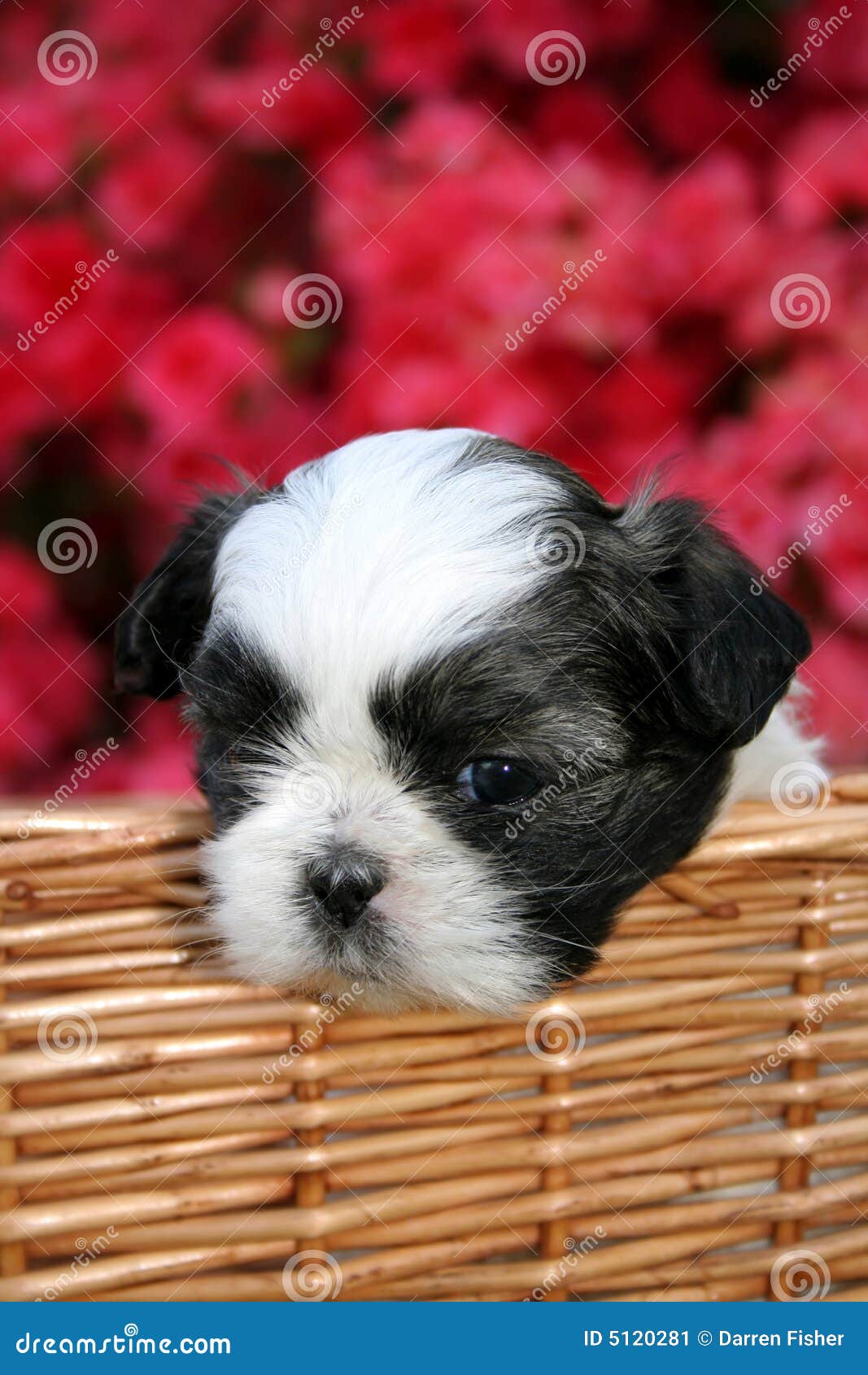 Perrito lindo imagen de archivo. Imagen de mirada, regazo - 5120281