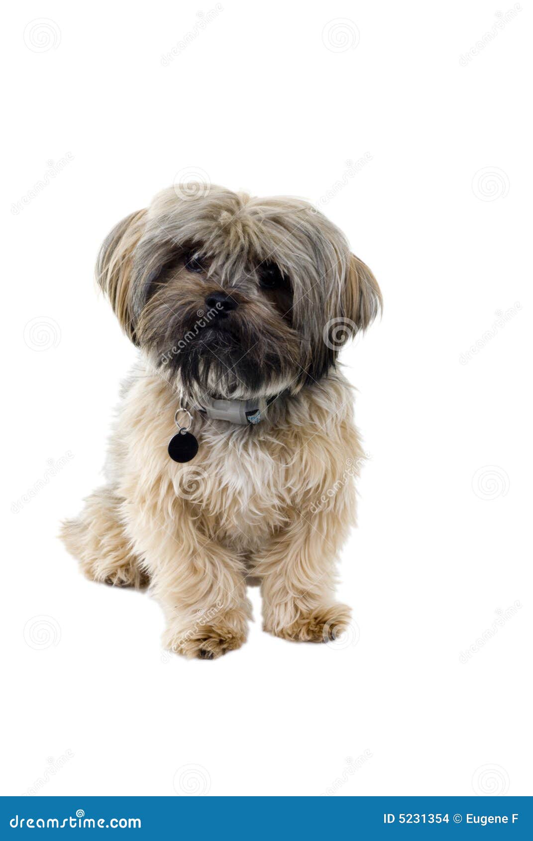 Perrito lindo foto de archivo. Imagen de perrito, vida - 5231354