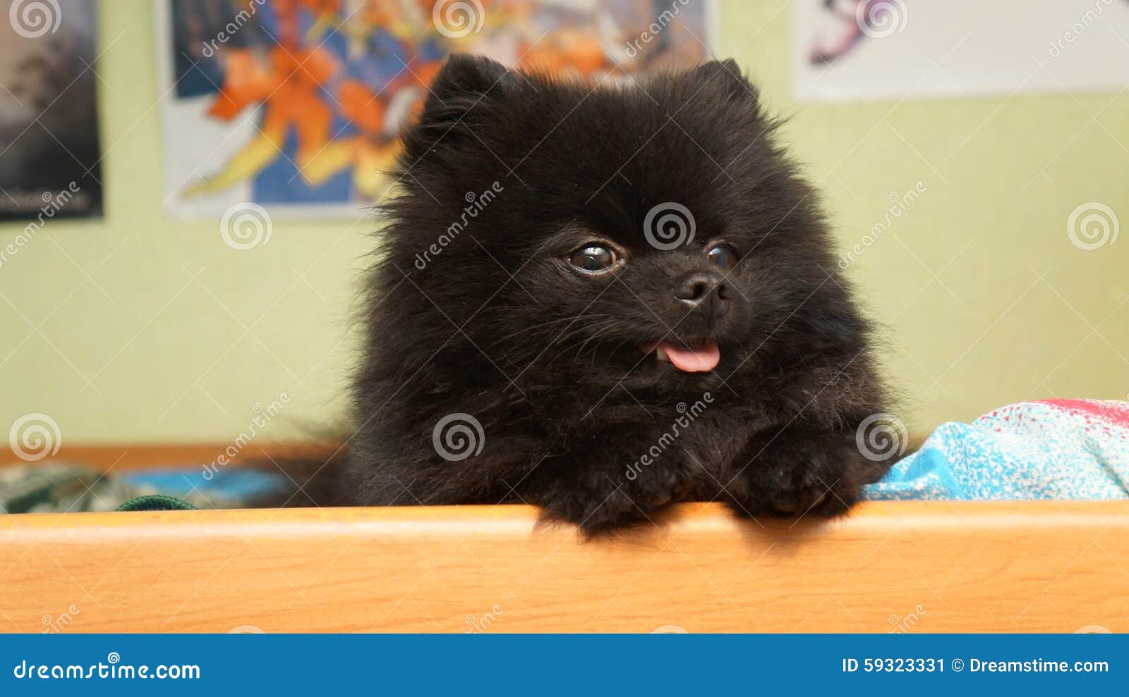 Perrito lindo imagen de archivo. Imagen de lindo, mentira - 59323331