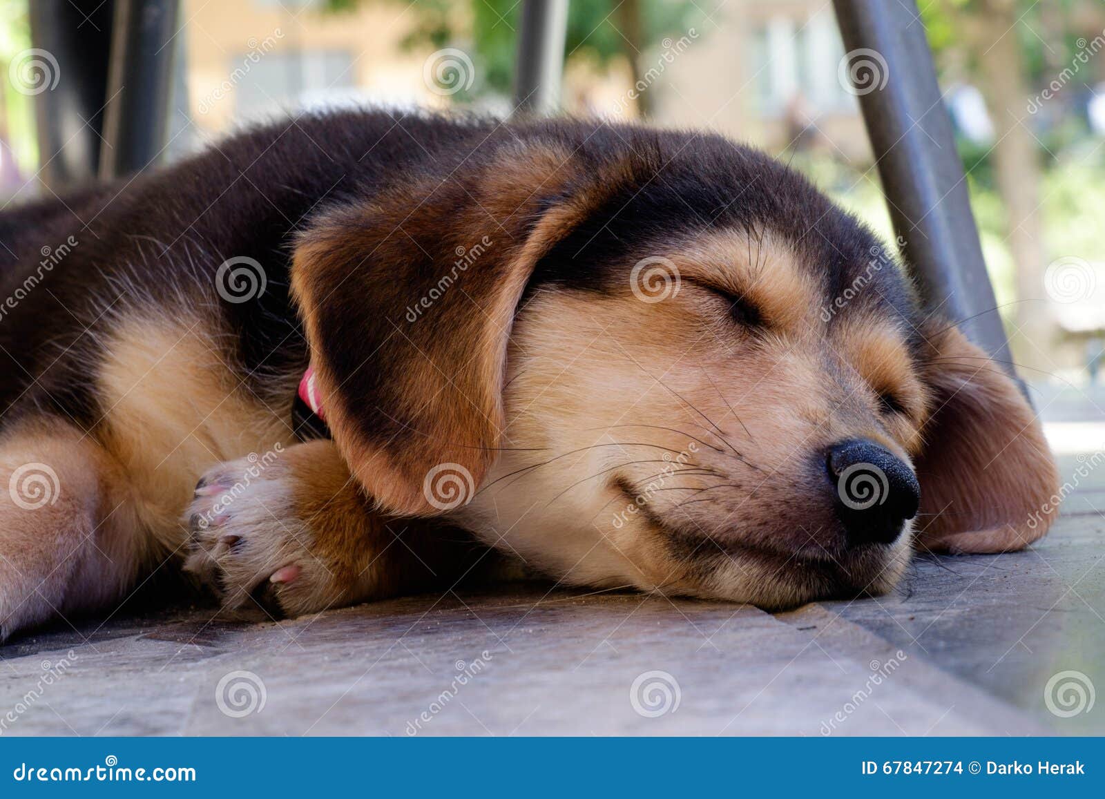 Perrito lindo foto de archivo. Imagen de obteniendo, entusiasmo - 67847274