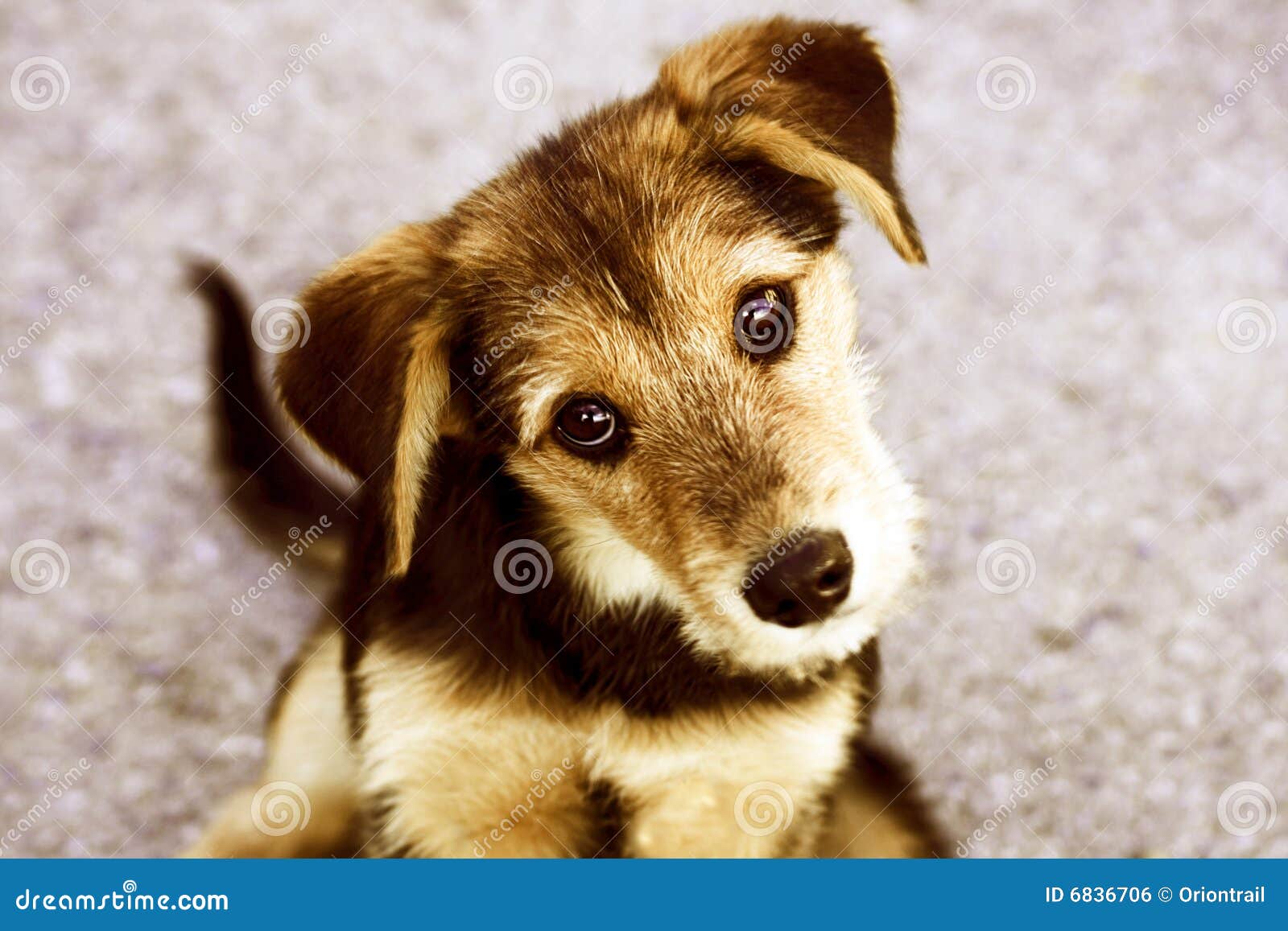 Perrito lindo foto de archivo. Imagen de recuperador, retrato - 6836706