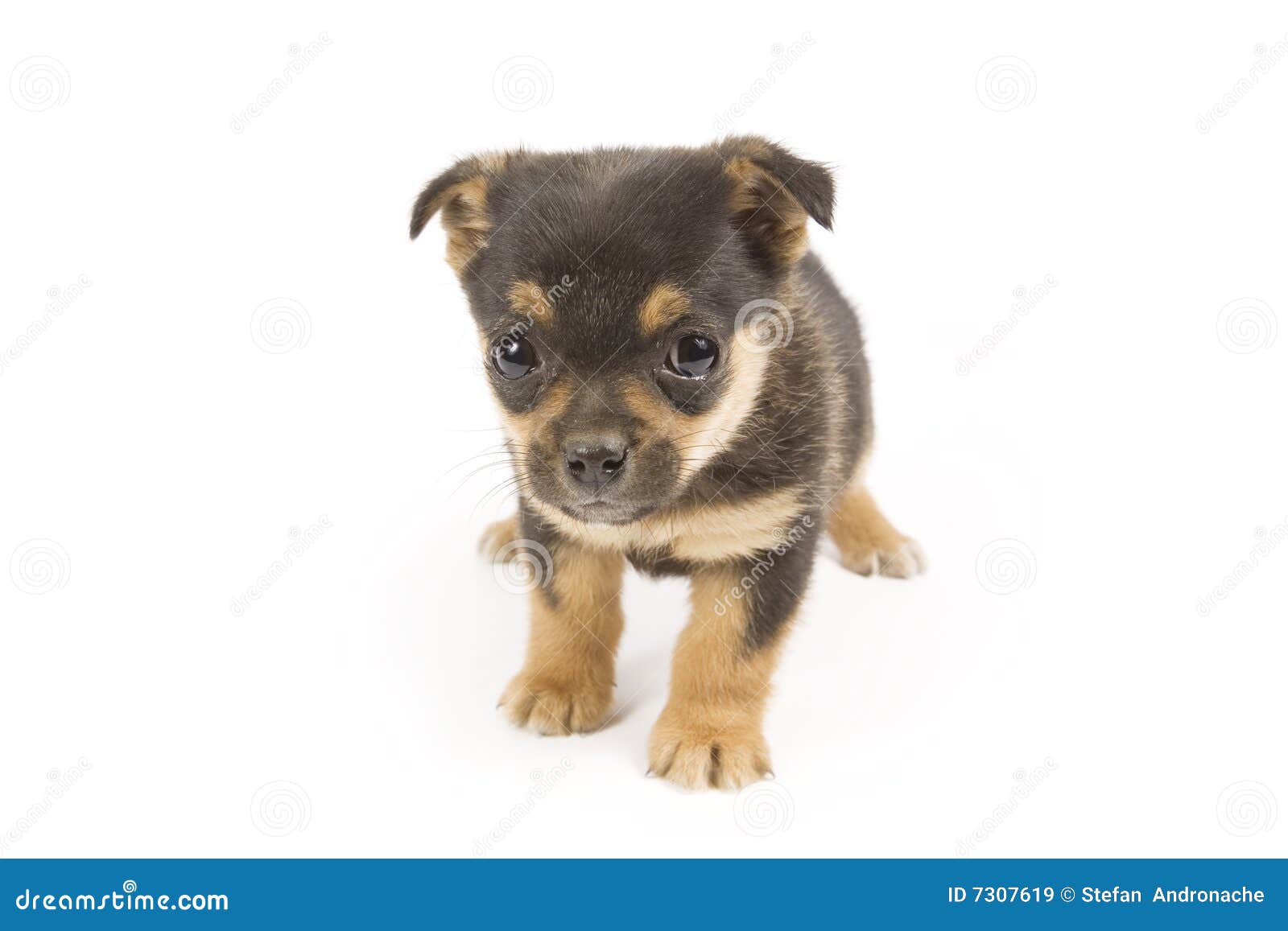 Perrito lindo imagen de archivo. Imagen de lindo, perrito - 7307619