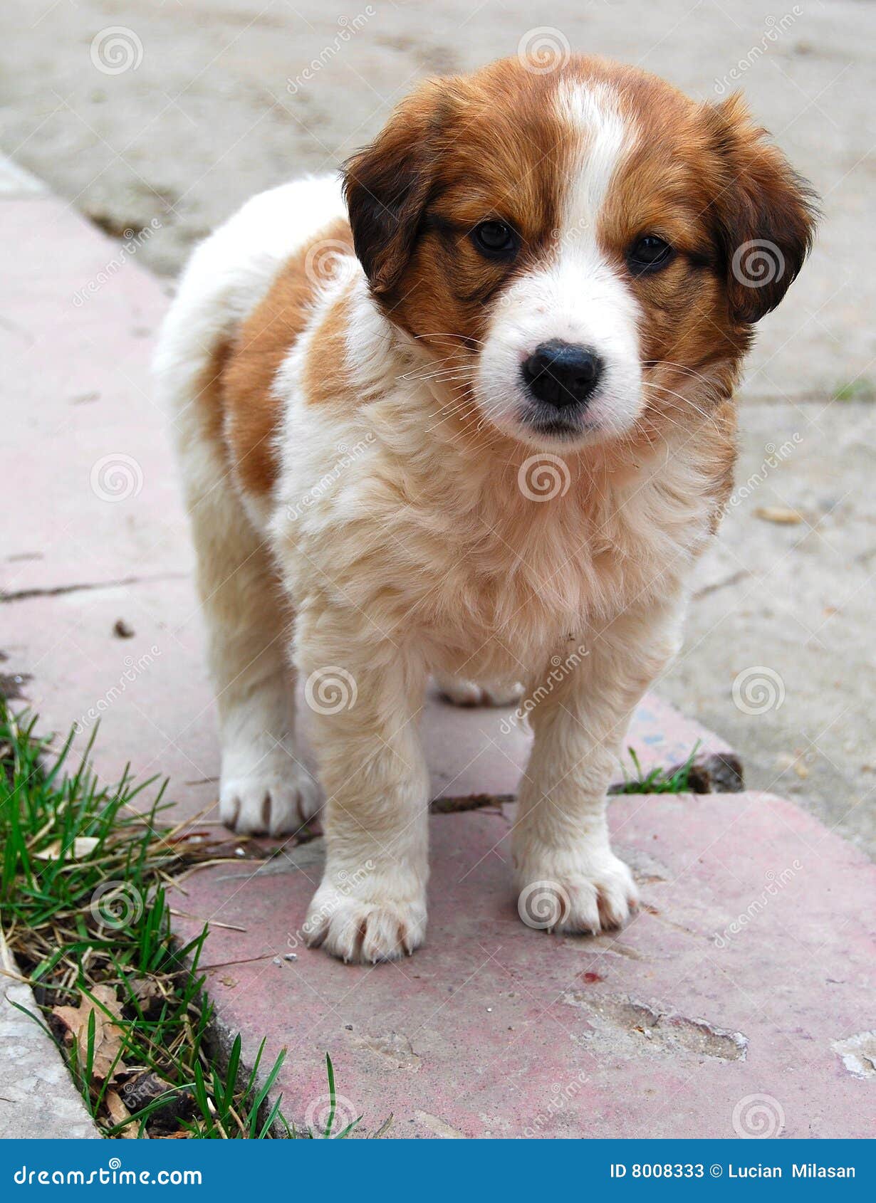 Perrito lindo imagen de archivo. Imagen de atento, inofensivo - 8008333