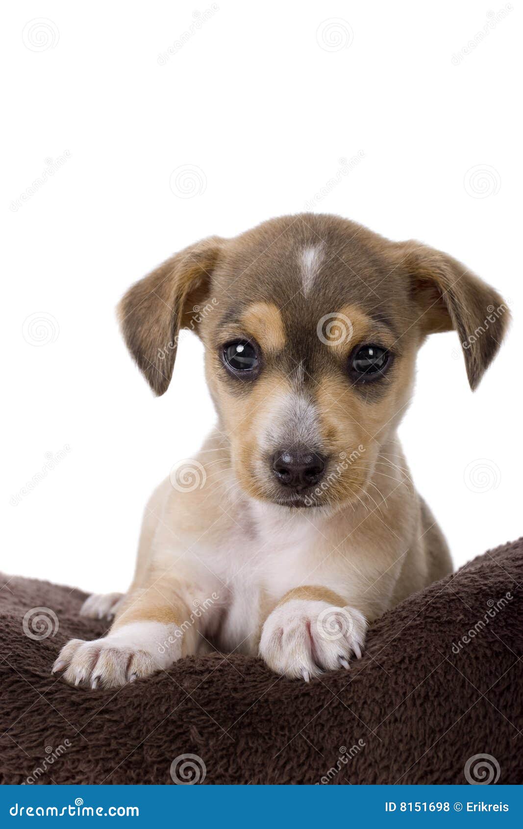 Perrito lindo foto de archivo. Imagen de divertido, mestizo - 8151698