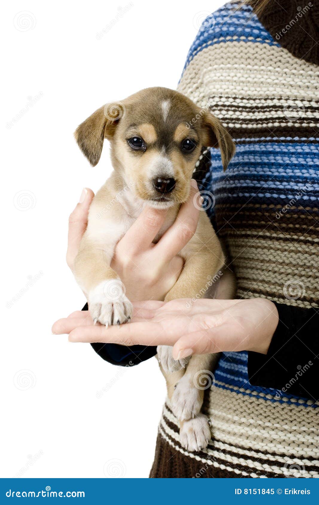 Perrito lindo imagen de archivo. Imagen de afecto, perro - 8151845