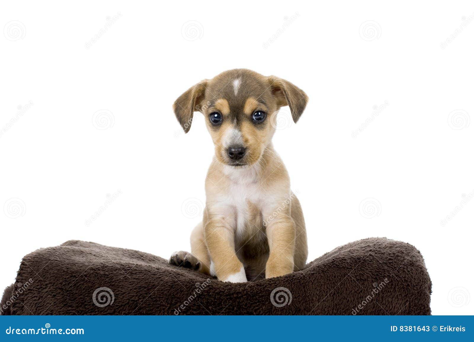 Perrito lindo imagen de archivo. Imagen de dulce, ojos - 8381643