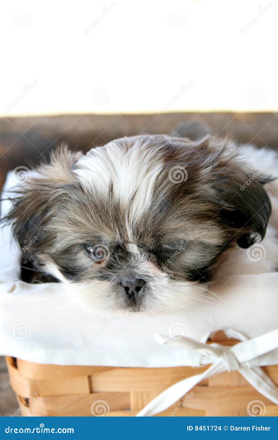 Perrito lindo foto de archivo. Imagen de purebred, canino - 8451724