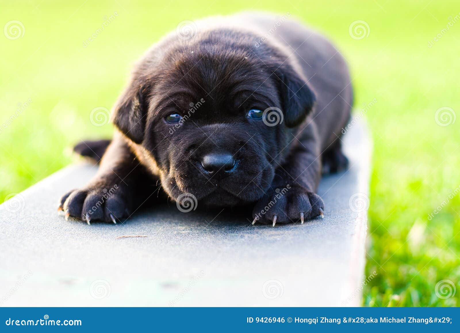 Perrito lindo foto de archivo. Imagen de verde, corpulento - 9426946