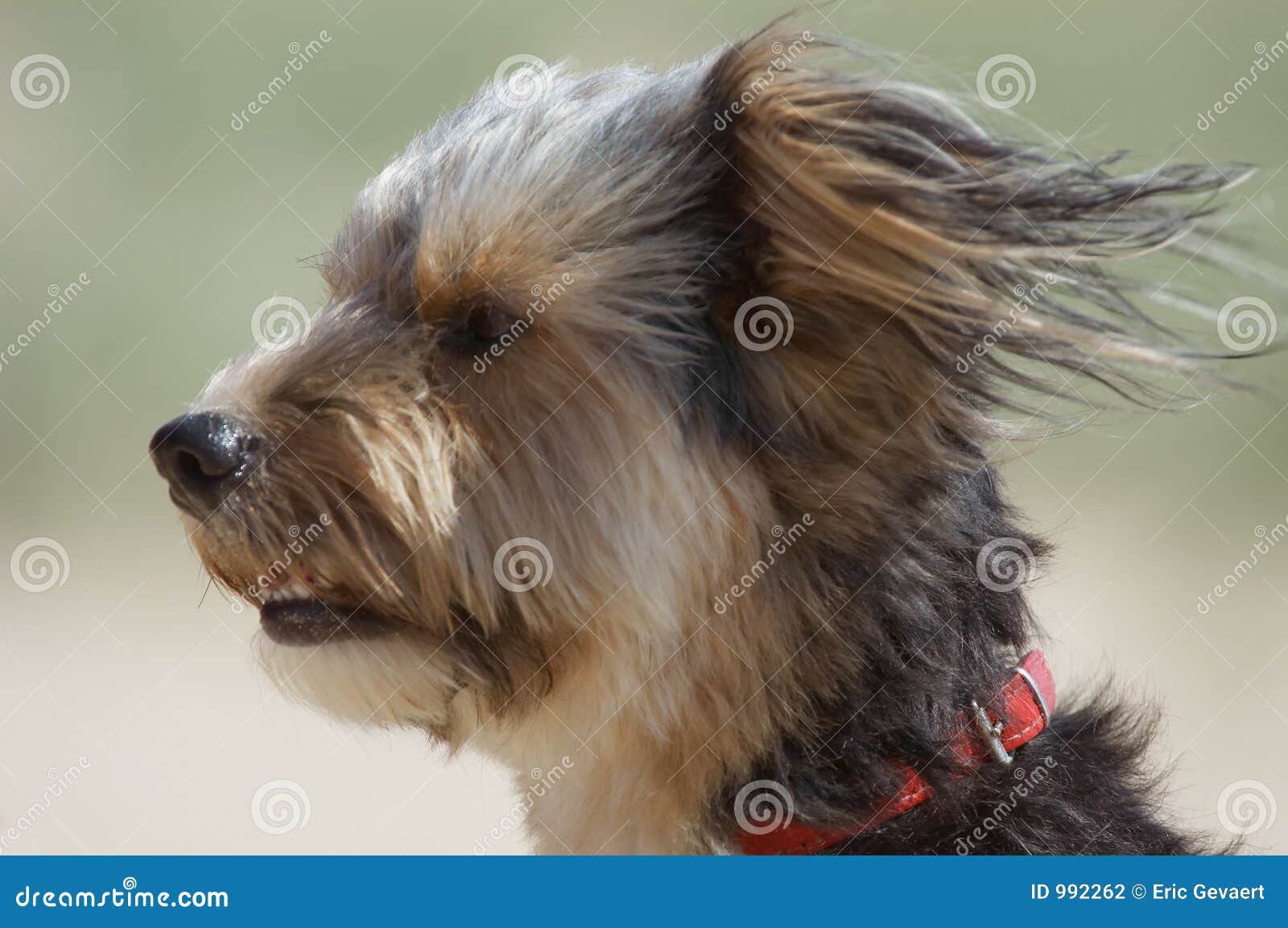 Perrito lindo foto de archivo. Imagen de cabritos, canino - 992262