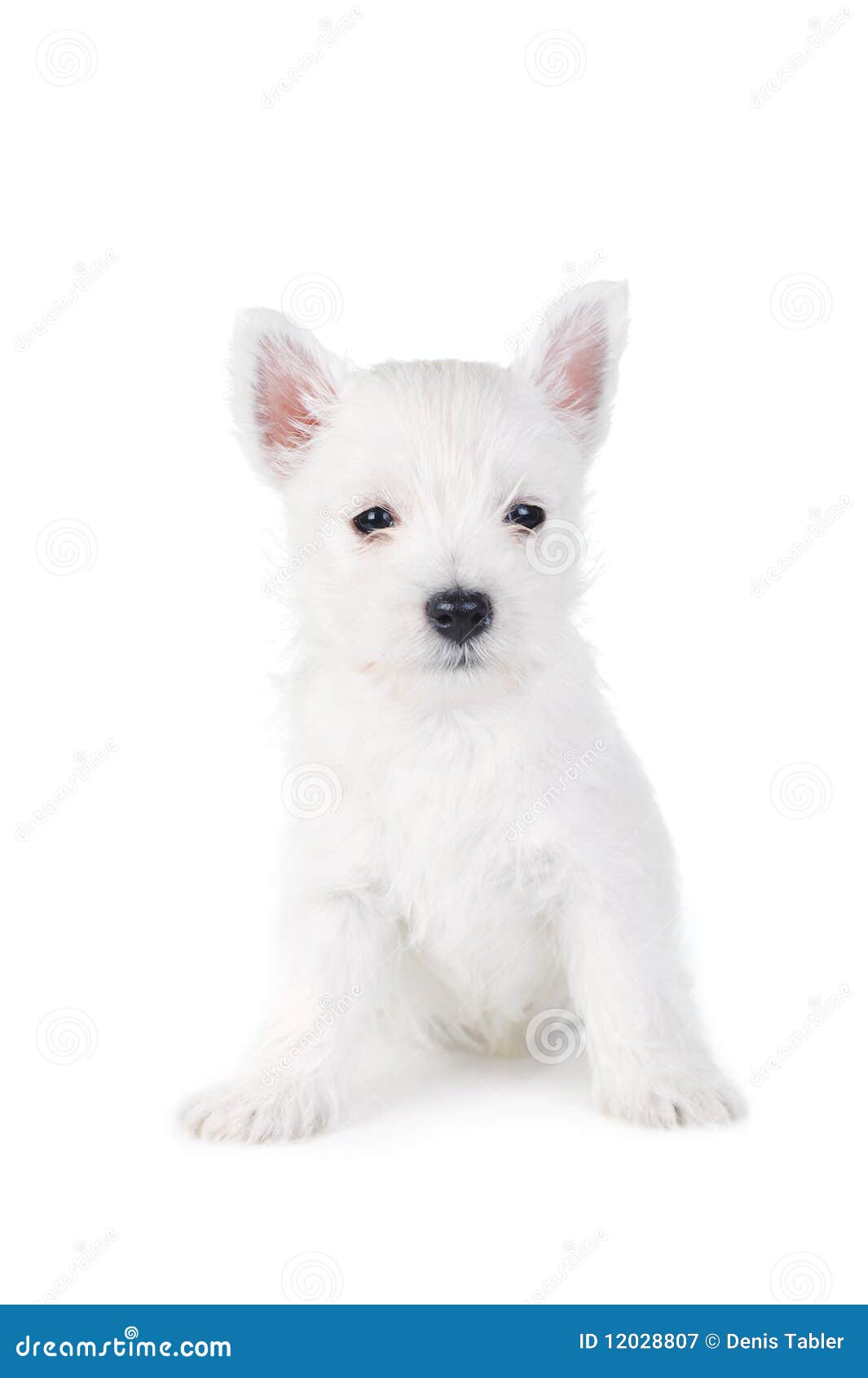 Perrito lindo blanco imagen de archivo. Imagen de canino - 12028807