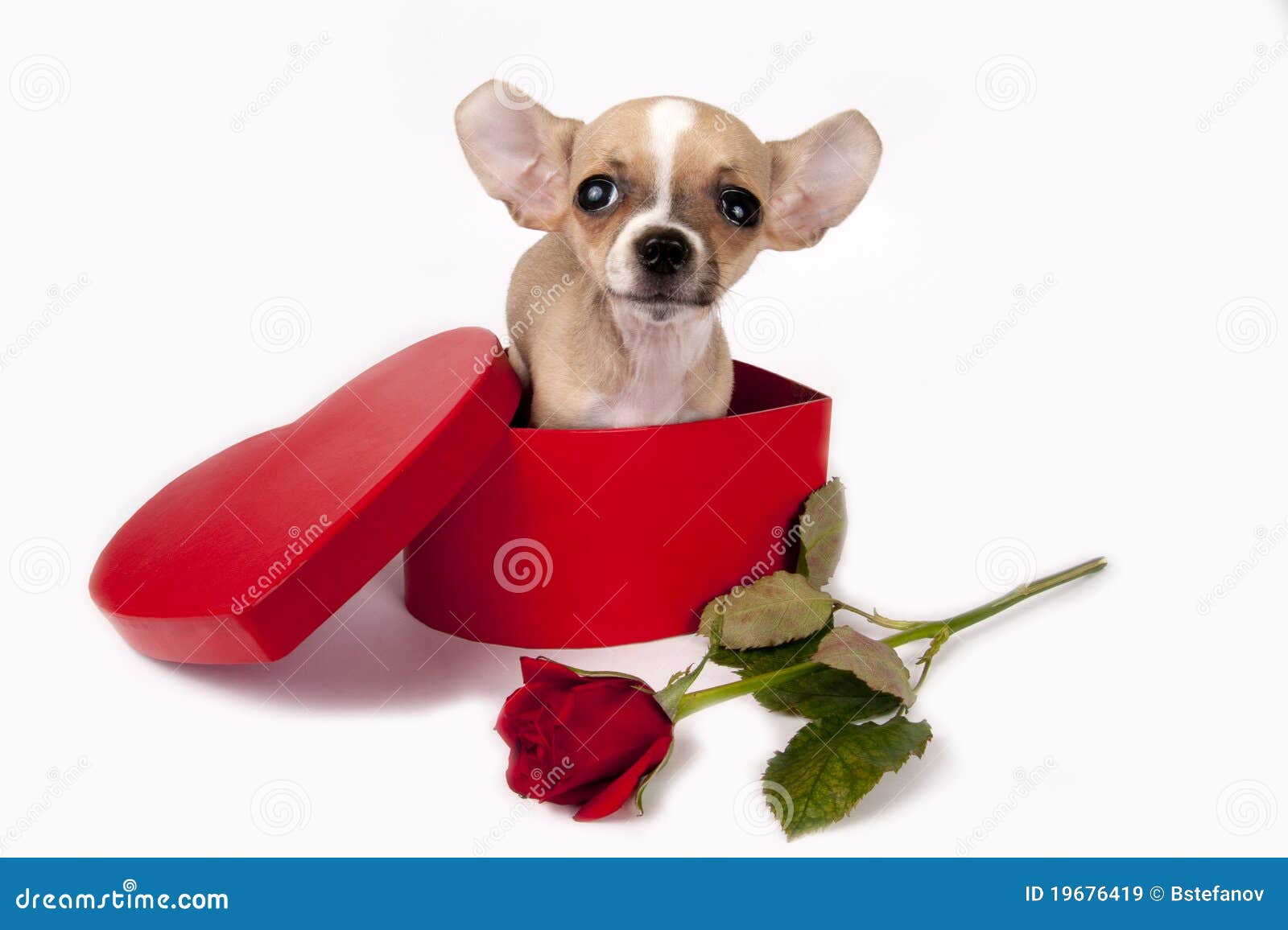 Perrito Lindo De La Chihuahua. Imagen de archivo - Imagen de valentina ...