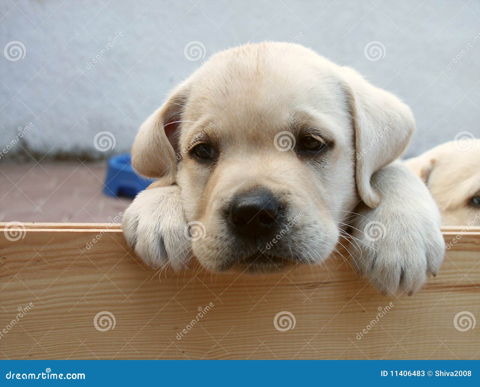 Perrito lindo de Labrador imagen de archivo. Imagen de mirada - 11406483