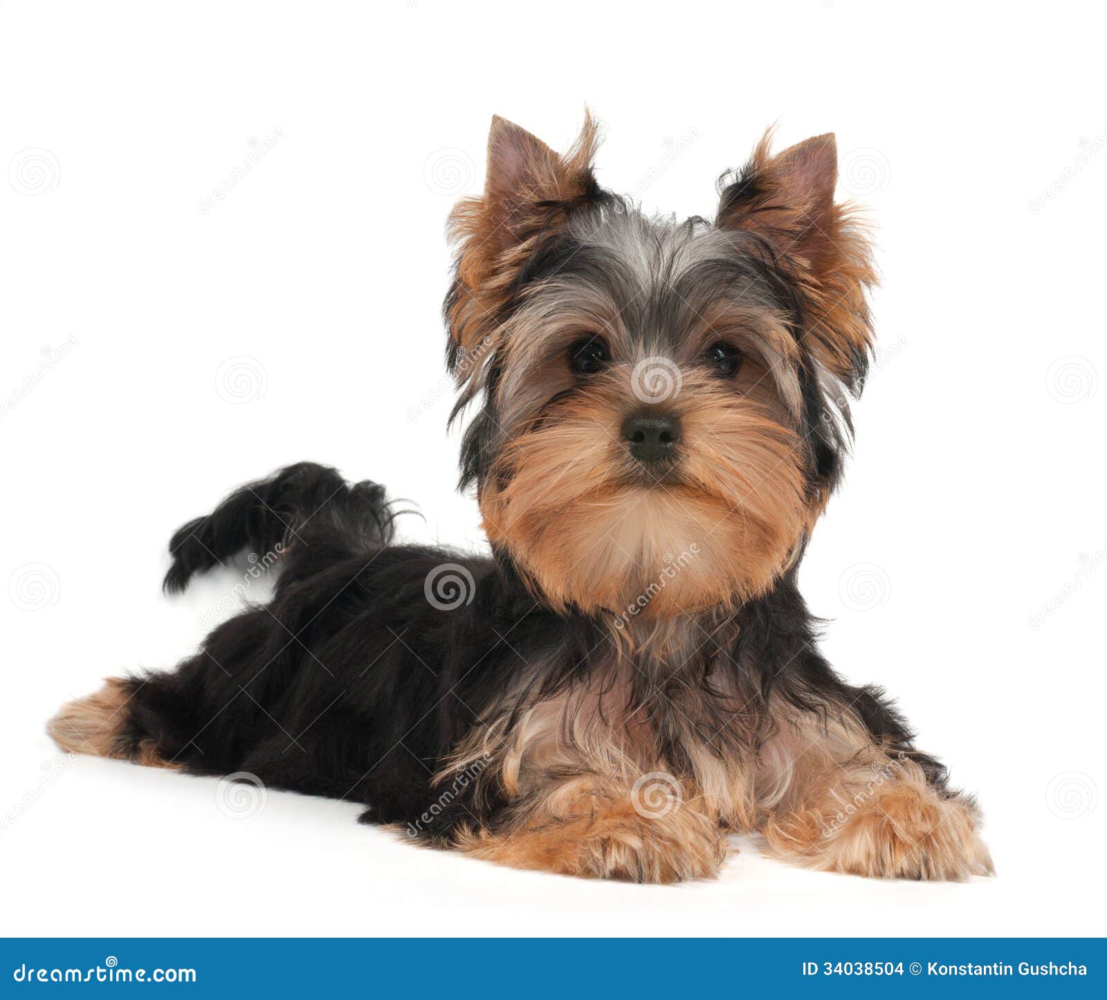 Perrito Lindo De Yorkshire Terrier Foto de archivo - Imagen de casta ...