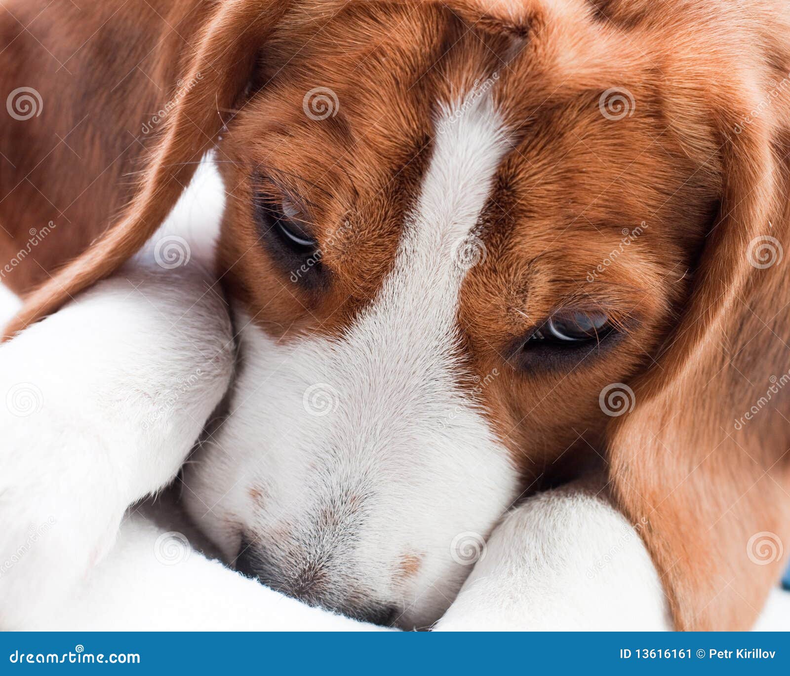 Perrito lindo del beagle imagen de archivo. Imagen de frondoso - 13616161