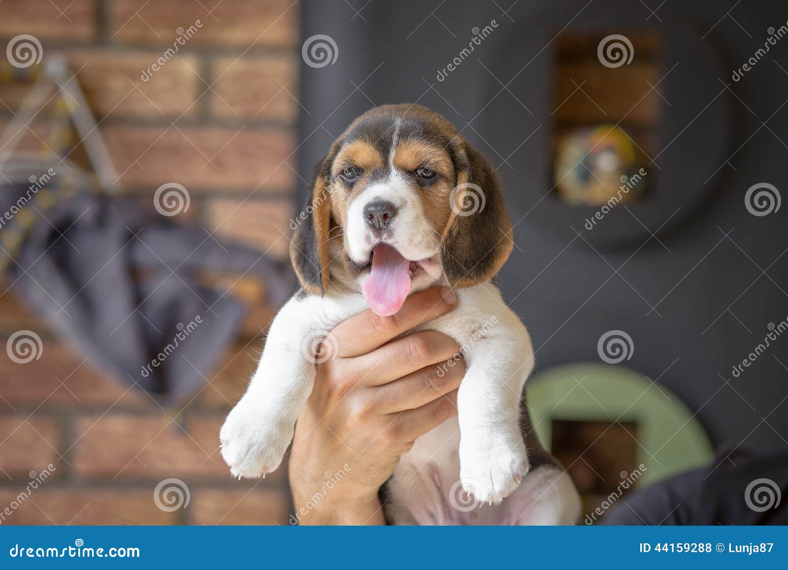 Perrito lindo del beagle foto de archivo. Imagen de mirada - 44159288