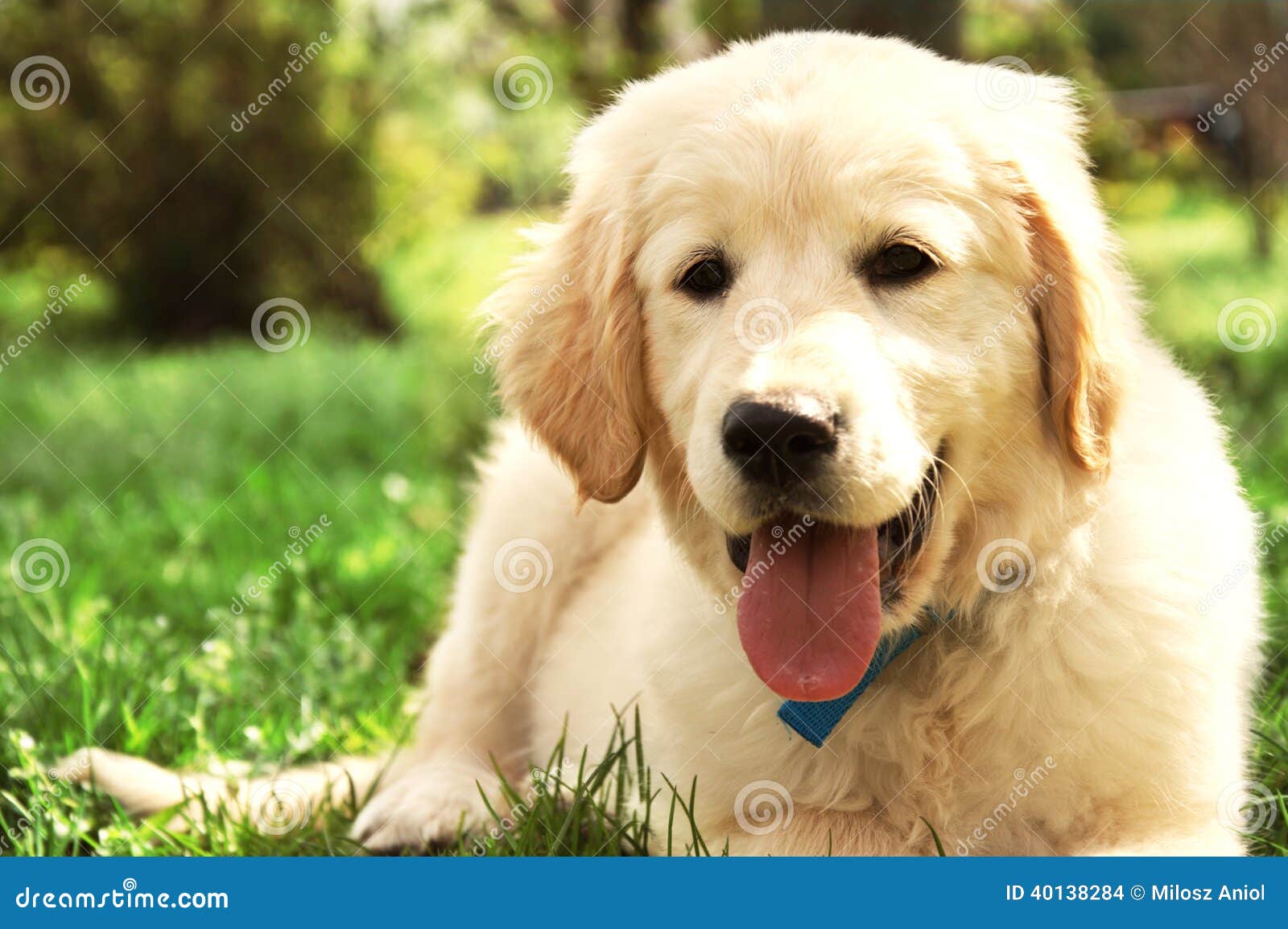 Perrito Lindo Del Golden Retriever. Foto de archivo - Imagen de retrato ...