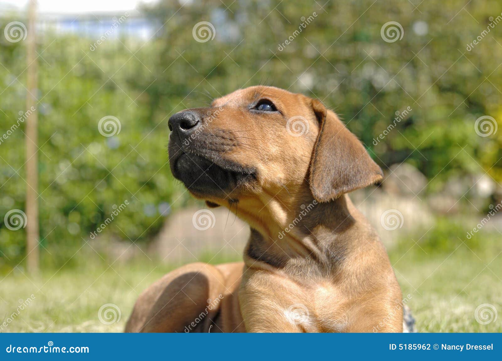 Perrito Lindo Del Ridgeback De Rhodesian Foto de archivo - Imagen de ...