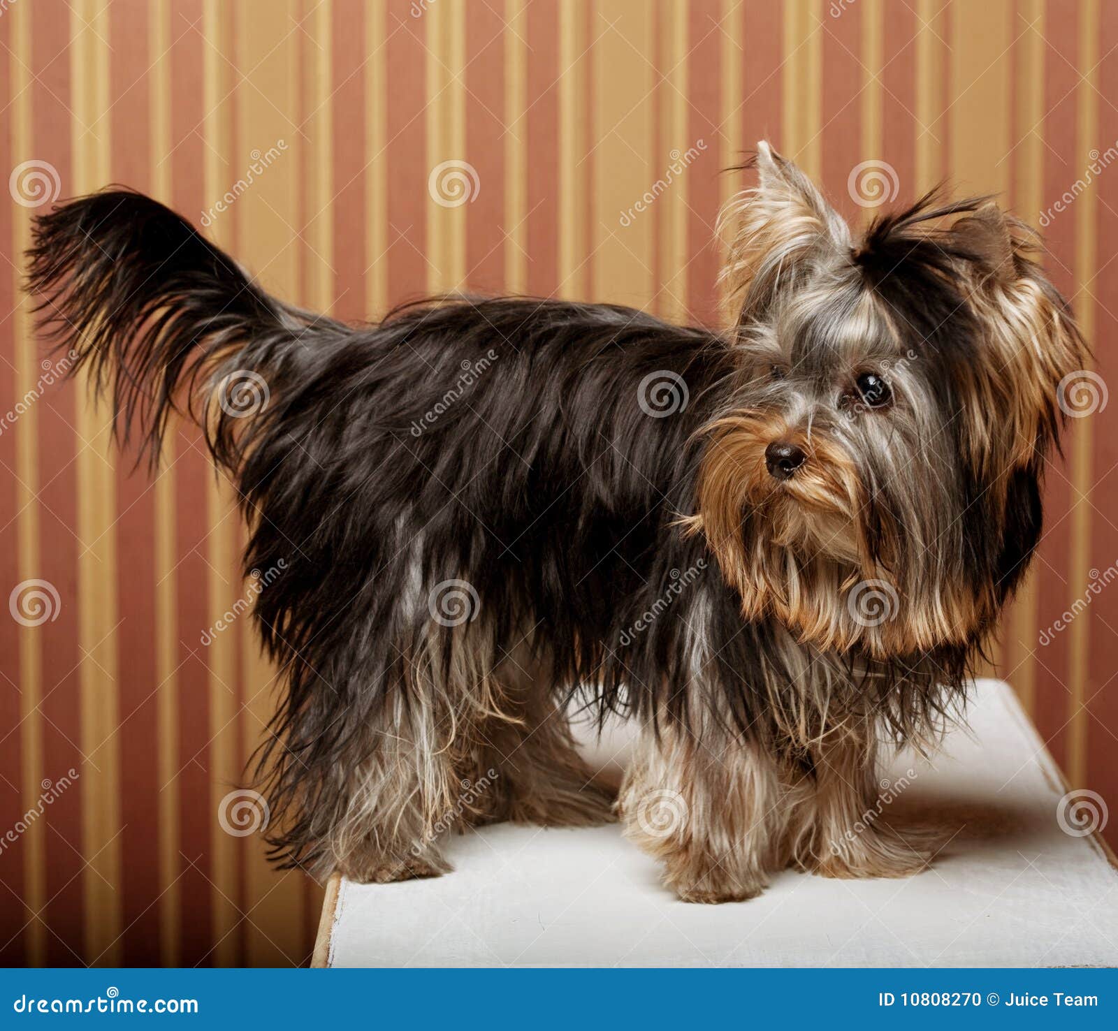 Perrito Lindo Del Terrier De Yorkshire Foto de archivo - Imagen de ...
