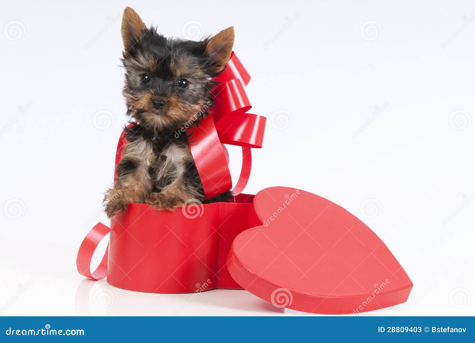 Perrito lindo del yorkie. imagen de archivo. Imagen de mascota - 28809403