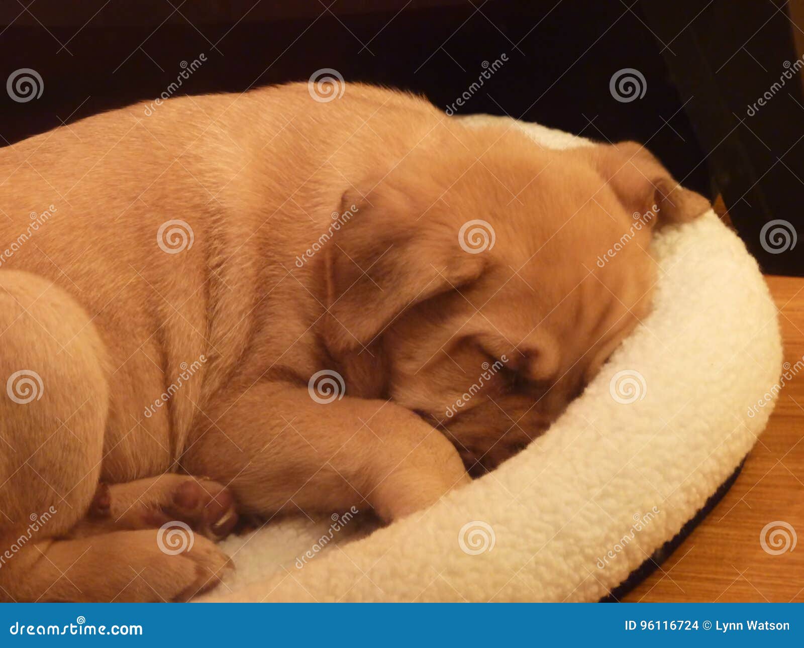 Perrito Lindo Dormido En Su Cama Foto de archivo - Imagen de dormido ...