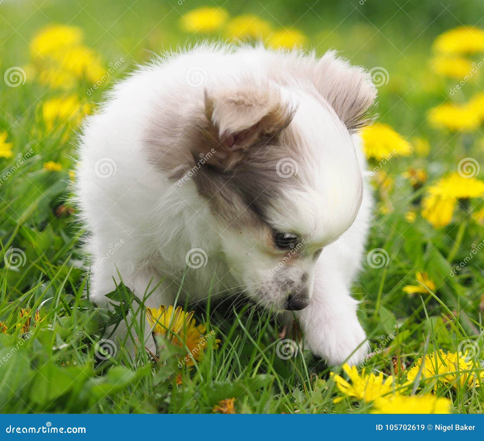 Perrito lindo en flores imagen de archivo. Imagen de mascotas - 105702619