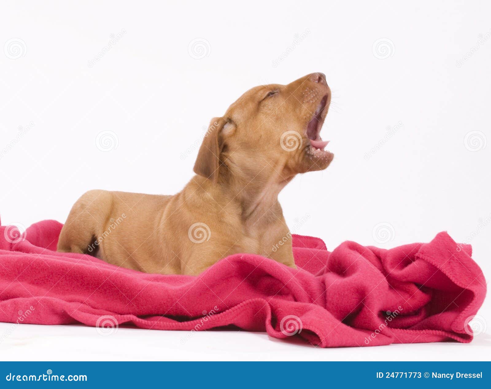 Perrito Lindo En La Manta Rosada, Gritando Imagen de archivo - Imagen ...