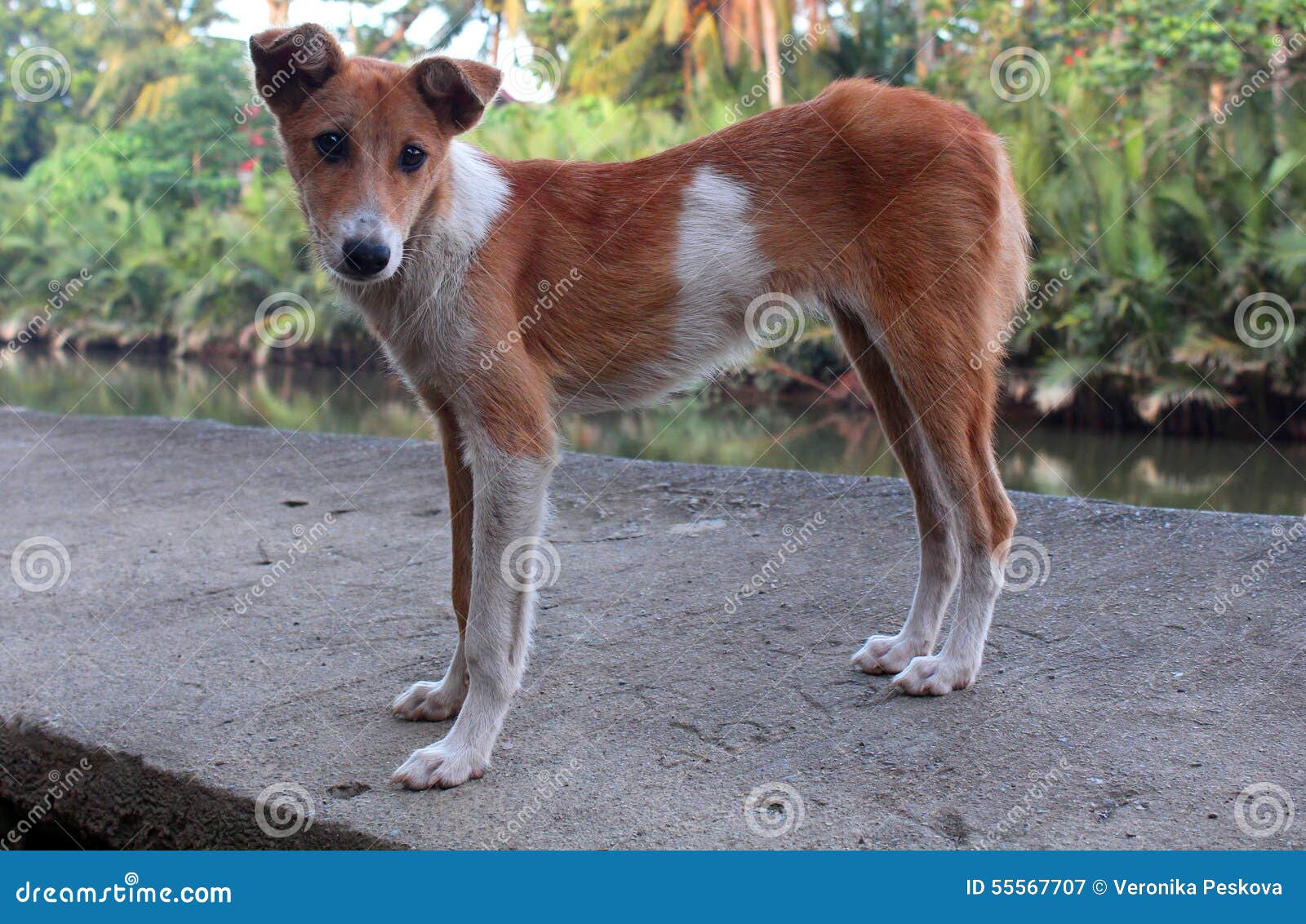 Perrito lindo flaco imagen de archivo. Imagen de suave - 55567707