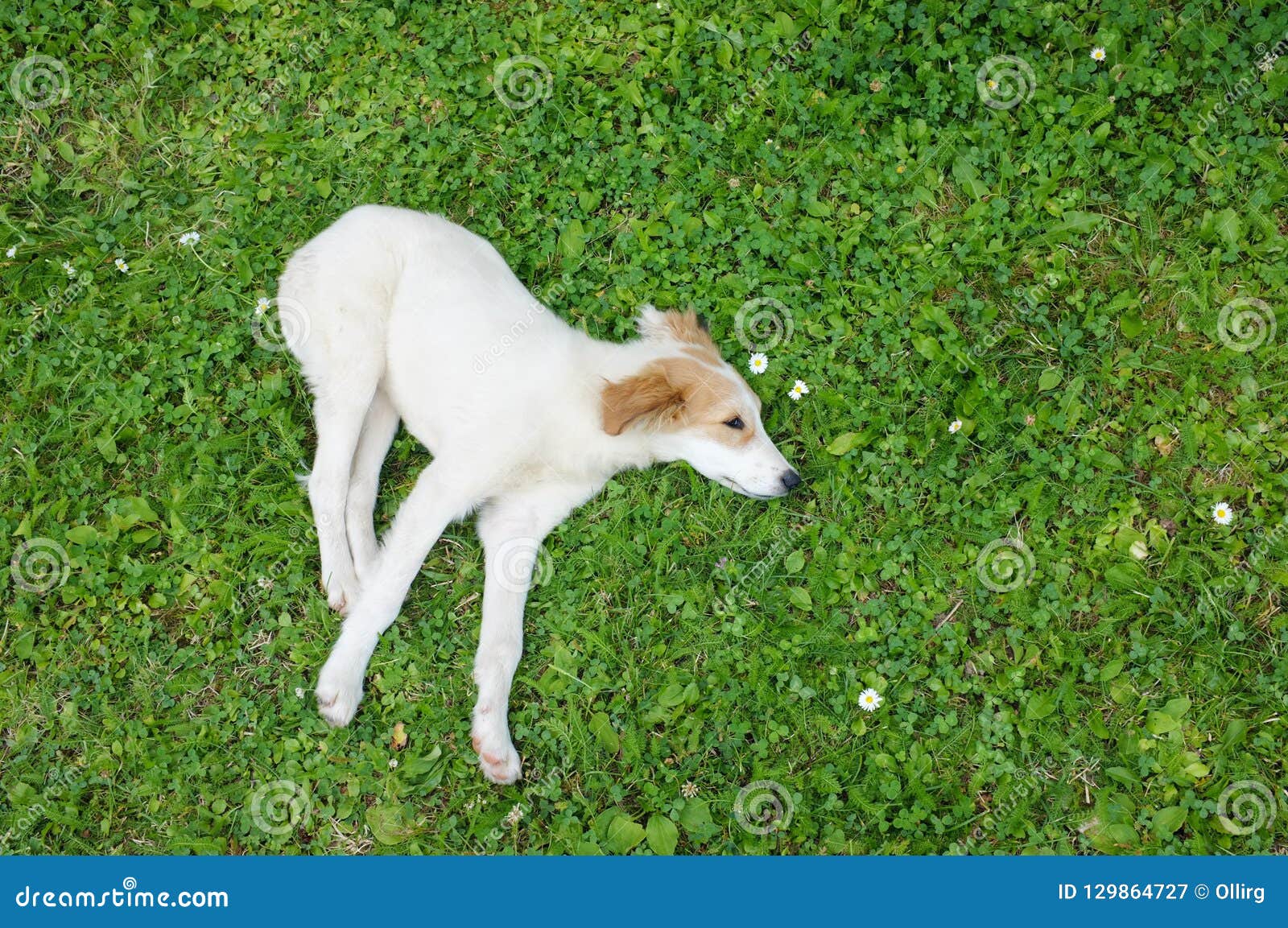 Perrito Lindo Que Se Relaja Imagen de archivo - Imagen de perrera ...