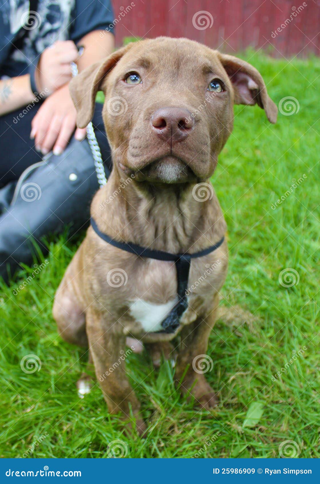 Perrito Lindo Sentado Con El Propietario Imagen de archivo - Imagen de ...