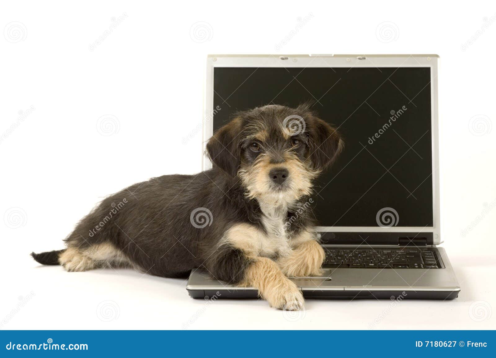 Perrito Lindo Y Una Computadora Portátil Imagen de archivo - Imagen de ...