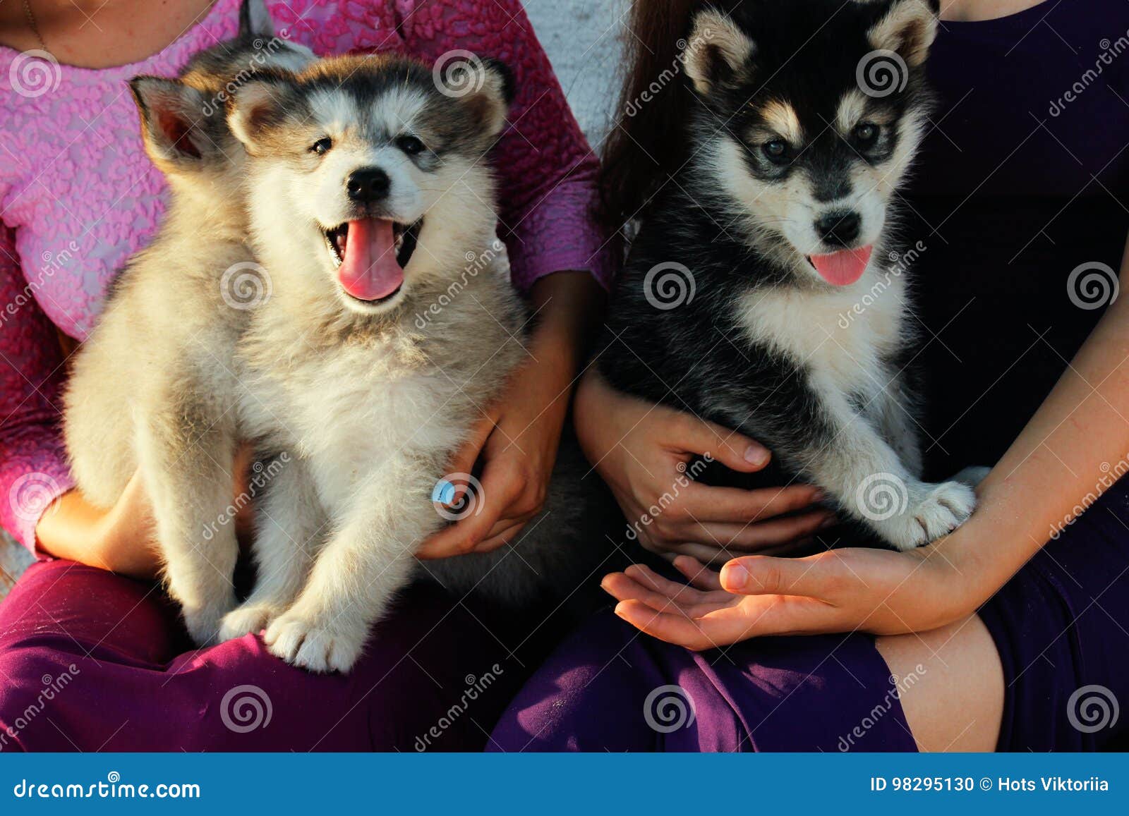 Perrito Malamula De Alaska En Sus Manos Foto de archivo - Imagen de cubo, alaska: 98295130