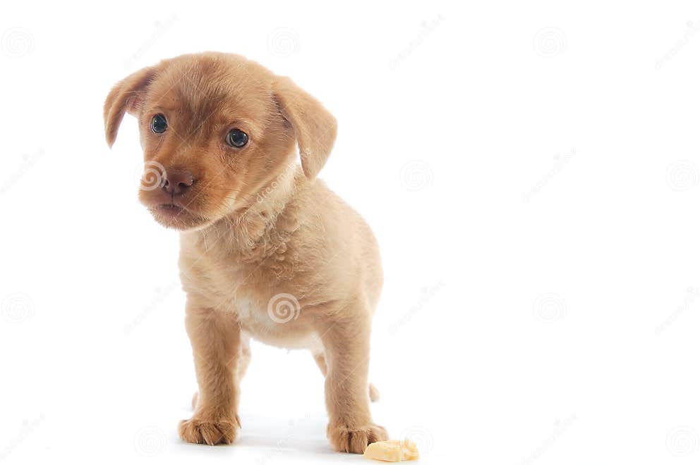 Perrito marrón curioso imagen de archivo. Imagen de longitud - 9011269