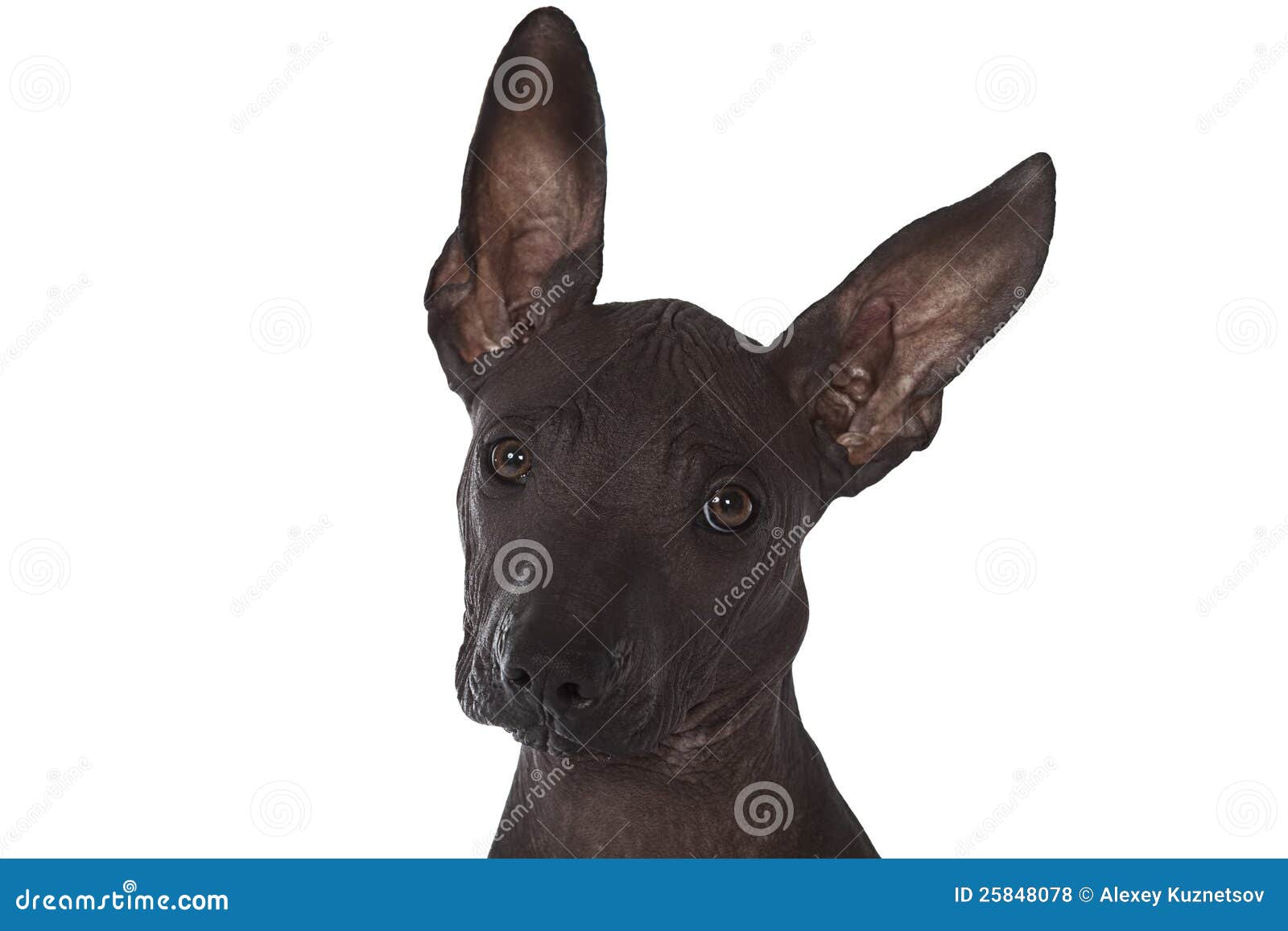 Perrito Mexicano Del Xoloitzcuintle Foto de archivo - Imagen de ojos ...