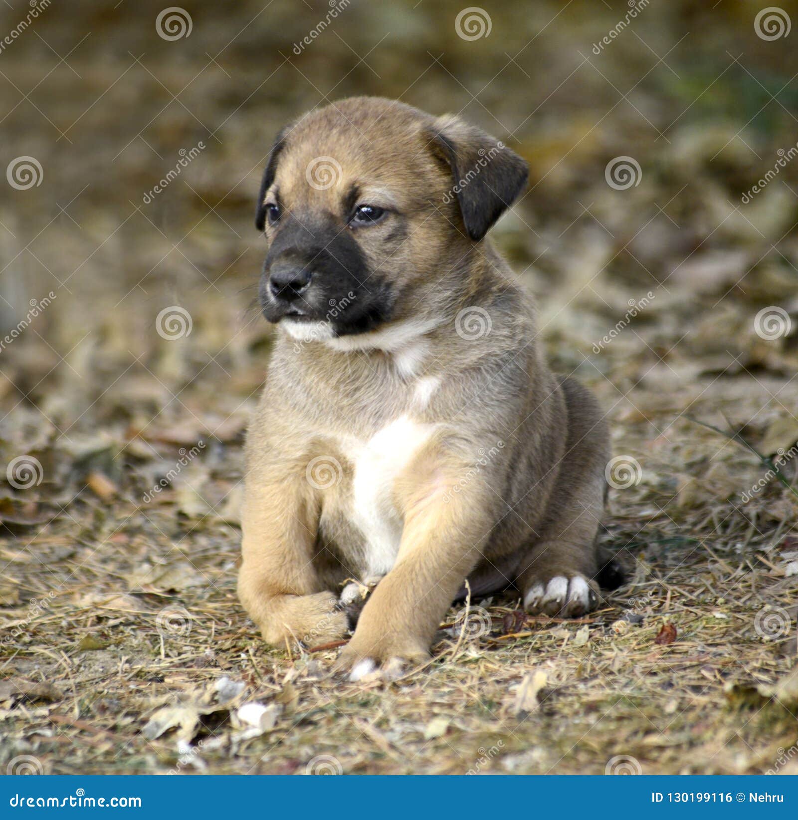Perrito Mezclado Lindo De La Raza Con Deformidad Foto de archivo ...