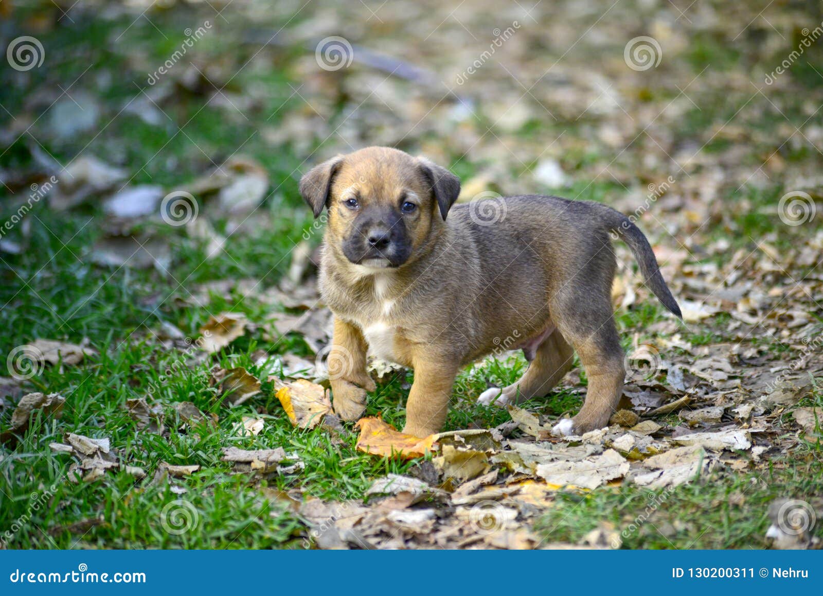 Perrito Mezclado Lindo De La Raza Con Deformidad Imagen de archivo ...