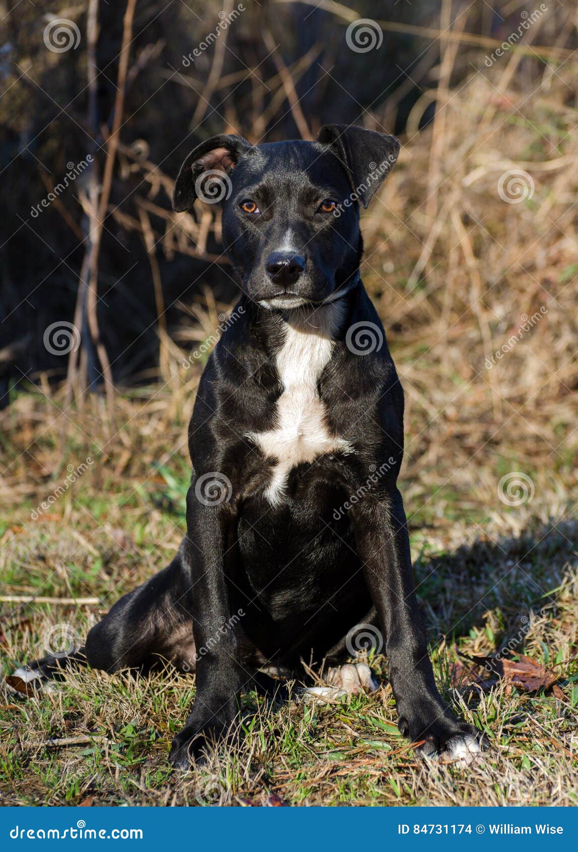 Perrito Mezclado Pitbull De La Raza De Labrador Foto de archivo ...