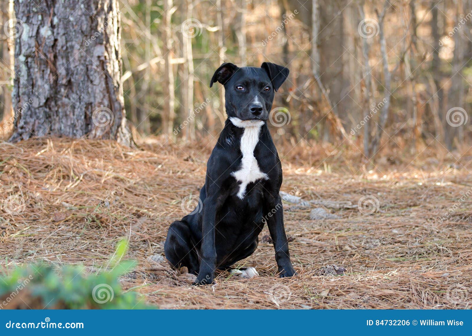 Perrito Mezclado Pitbull De La Raza De Labrador Foto de archivo ...