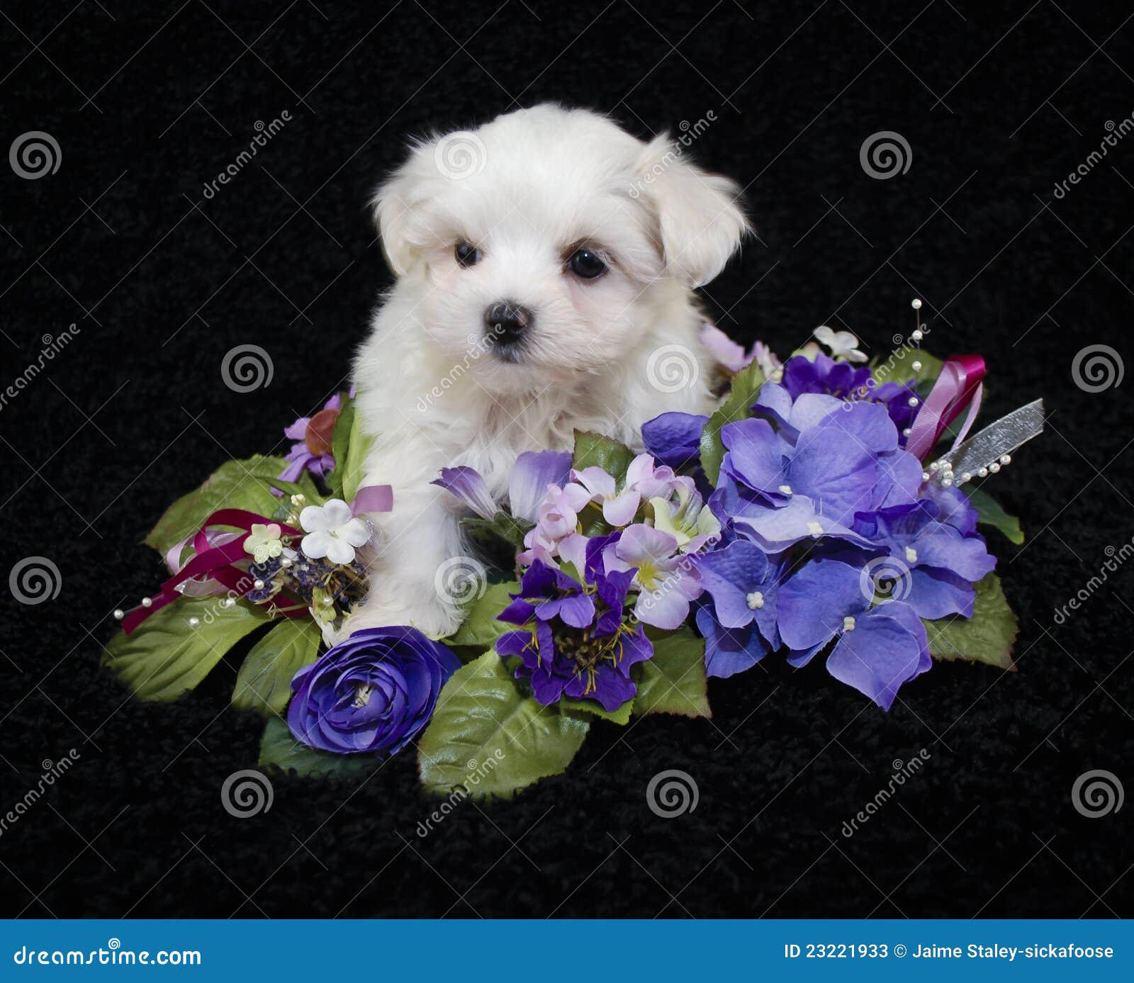 Perrito Muy Bonito De Malti-Poo Imagen de archivo - Imagen de blanco ...