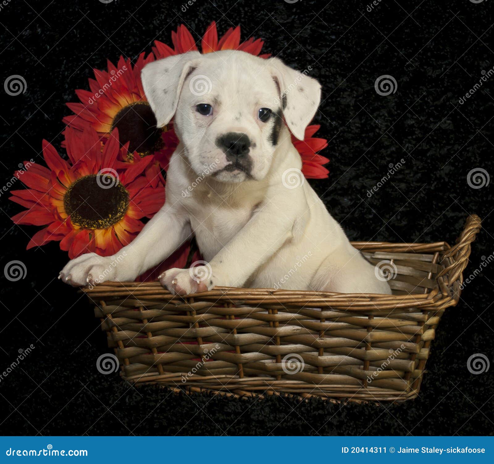 Perrito muy dulce del dogo imagen de archivo. Imagen de mascotas - 20414311