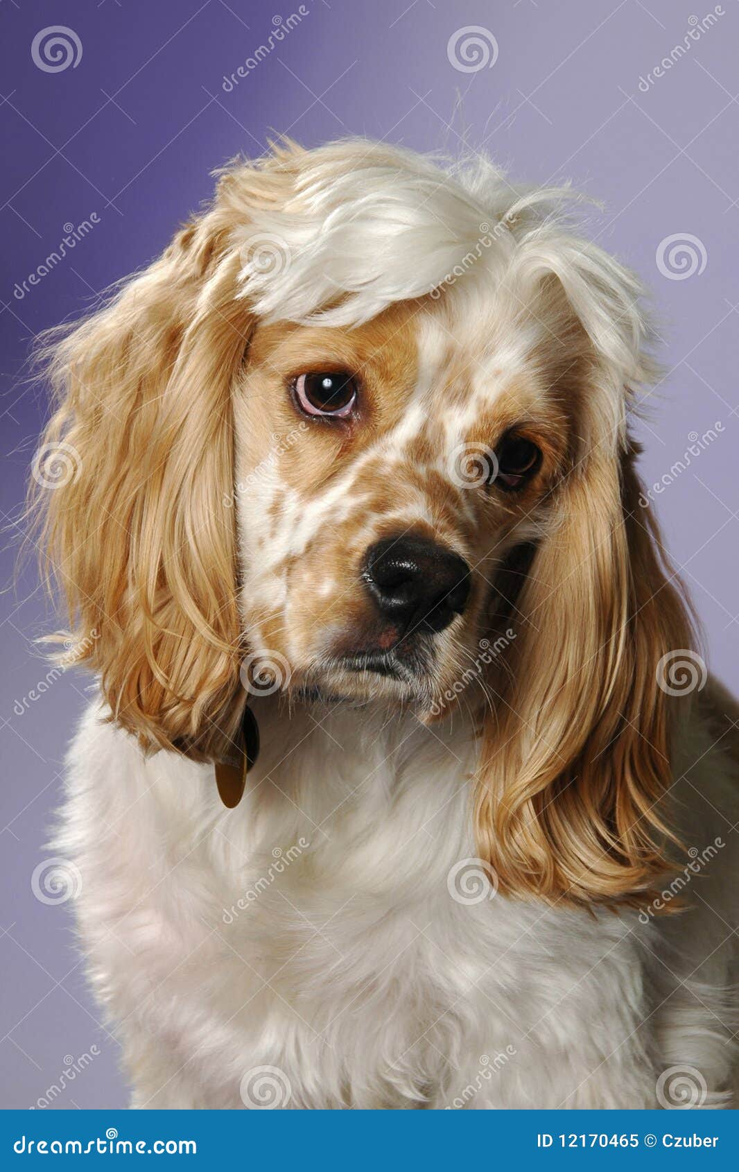 Perrito muy lindo imagen de archivo. Imagen de estilo - 12170465