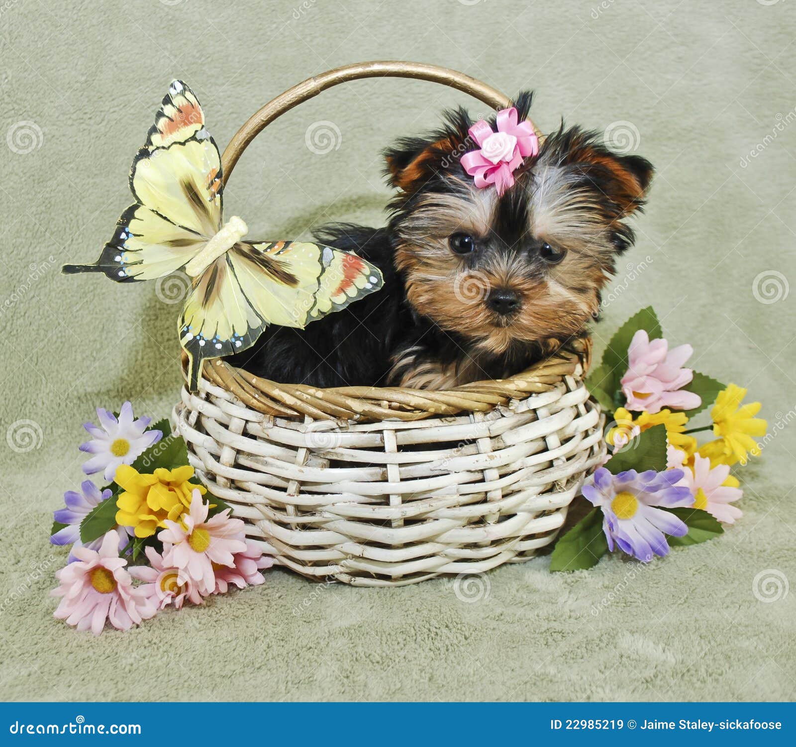 Perrito Muy Lindo De Yorkie Imagen de archivo - Imagen de cinta, cesta ...
