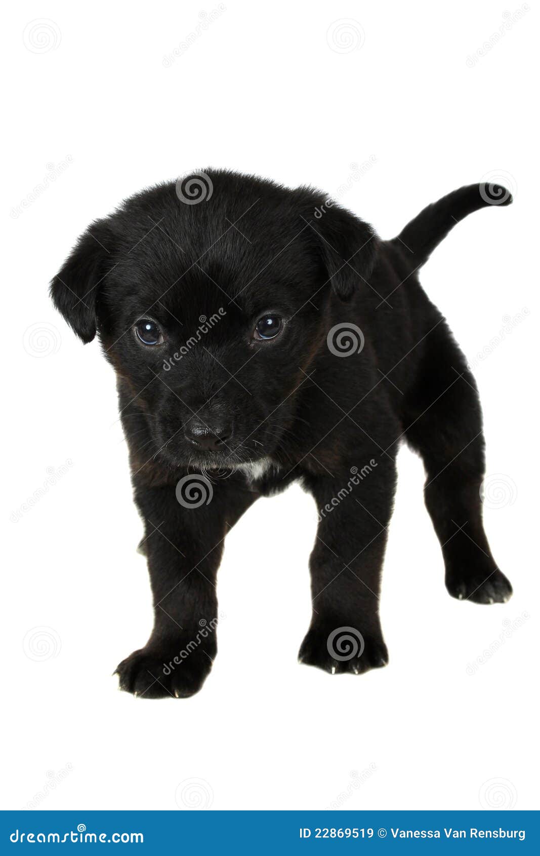 Perrito negro imagen de archivo. Imagen de purebred, azul - 22869519