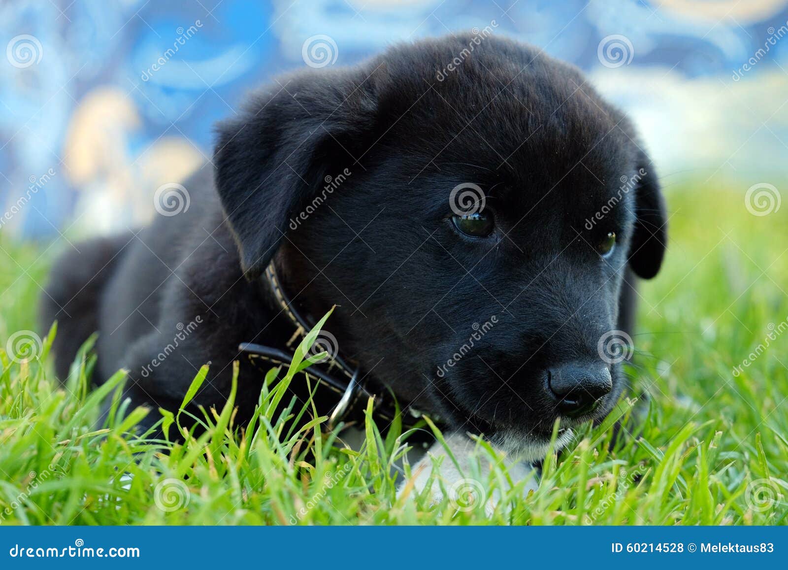 Perrito negro foto de archivo. Imagen de lifestyle, perrito - 60214528