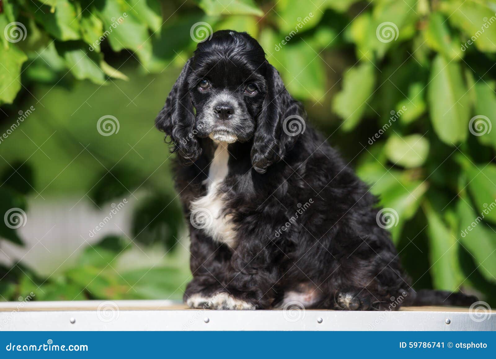 Perrito Negro De Cocker Spaniel Del Americano Imagen de archivo ...